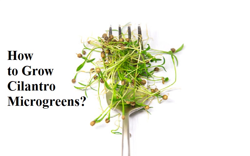 HOW TO GROW CILANTRO MICROGREENS ? - Urban Farming Concepts